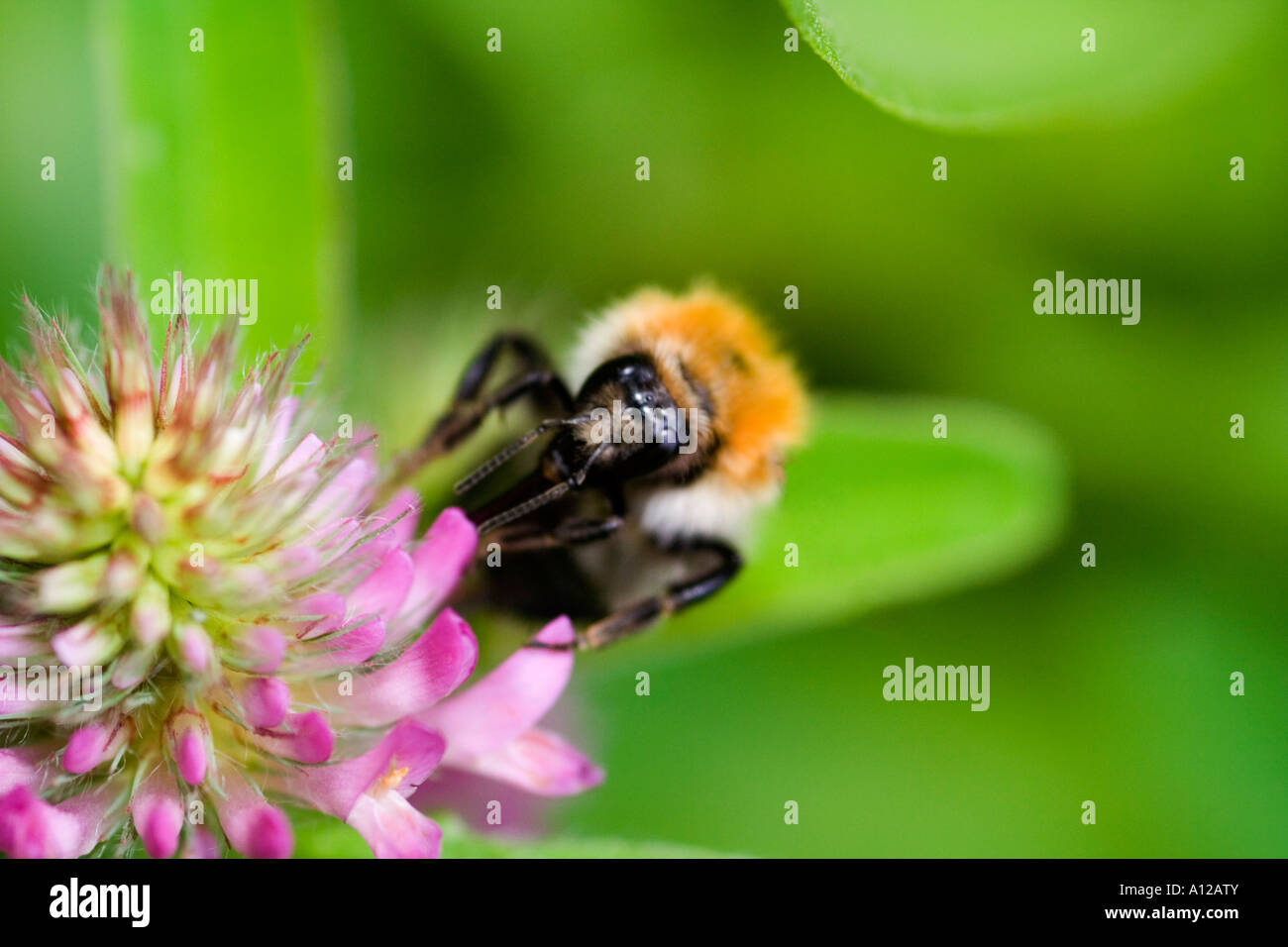 a bumblebee (bombus agrorum) sitting on a flower of a pink clover ...