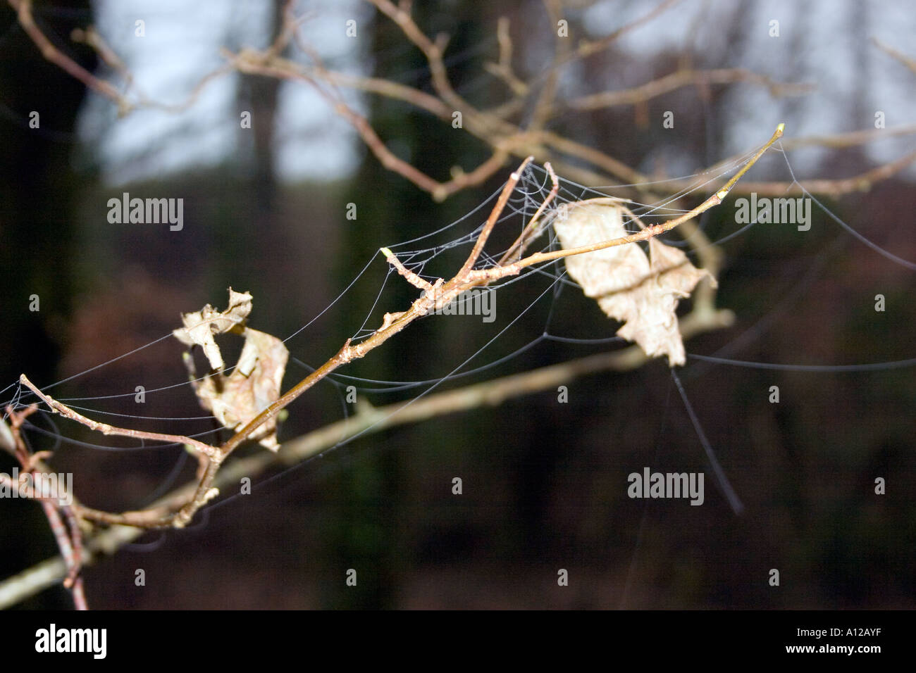 Long cobweb hi-res stock photography and images - Alamy