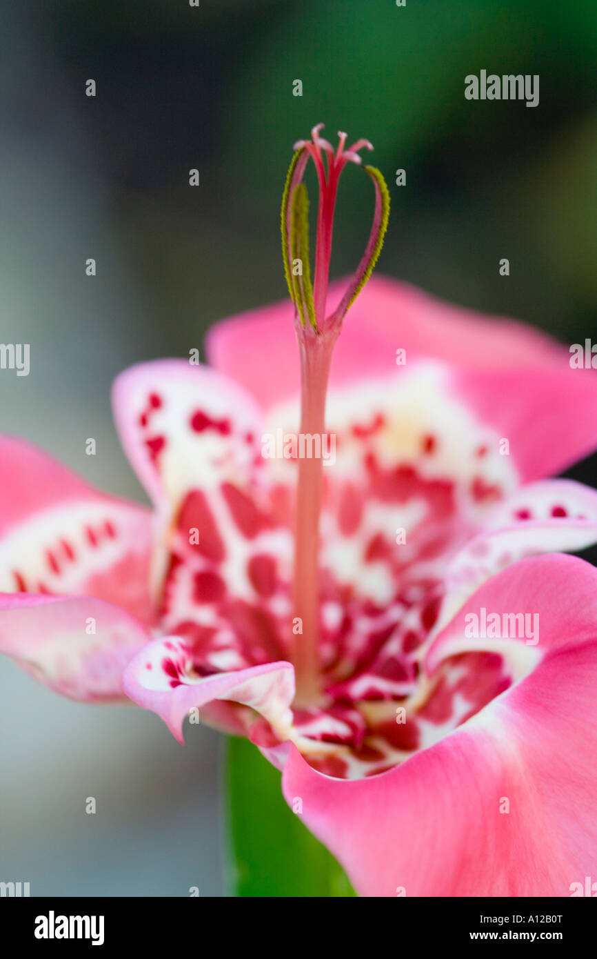 pink and white flower of tigridia Stock Photo - Alamy