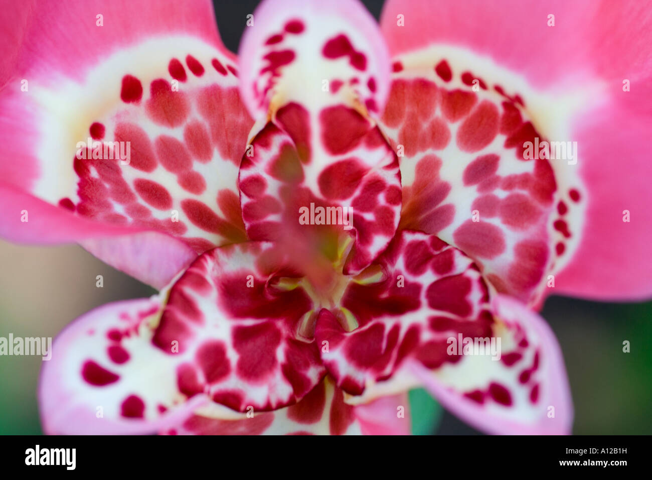 pink and white flower of tigridia Stock Photo - Alamy