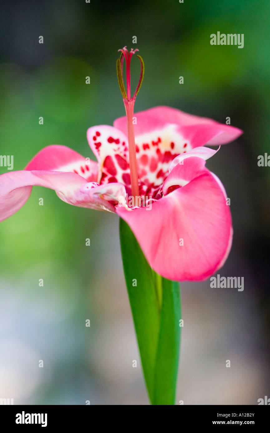 pink and white flower of tigridia Stock Photo - Alamy