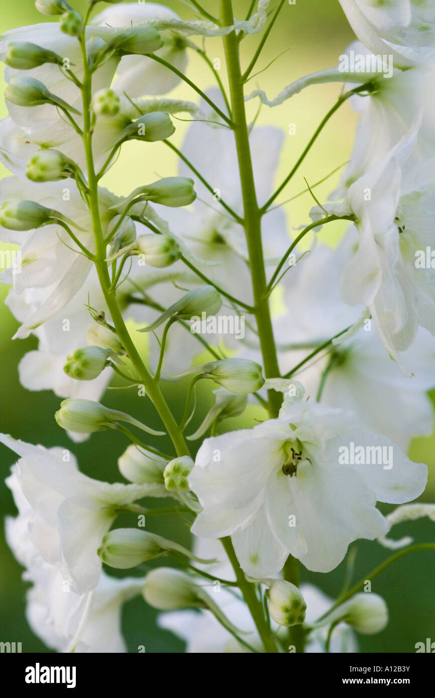 flowers of white delphinium on floriferous stems Stock Photo - Alamy
