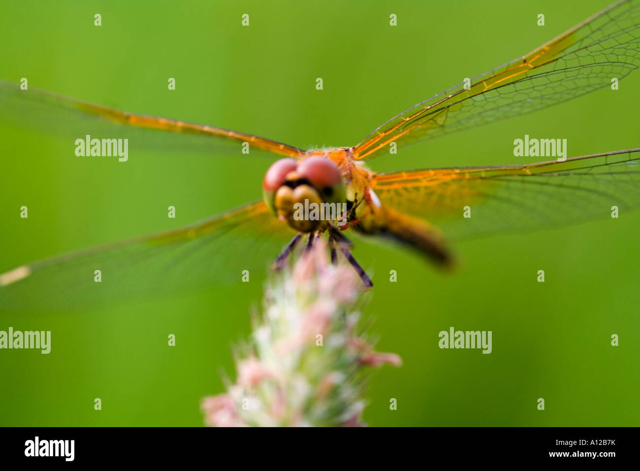 dragonfly (sympetrum vulgatum) on flower in the meadow Stock Photo - Alamy