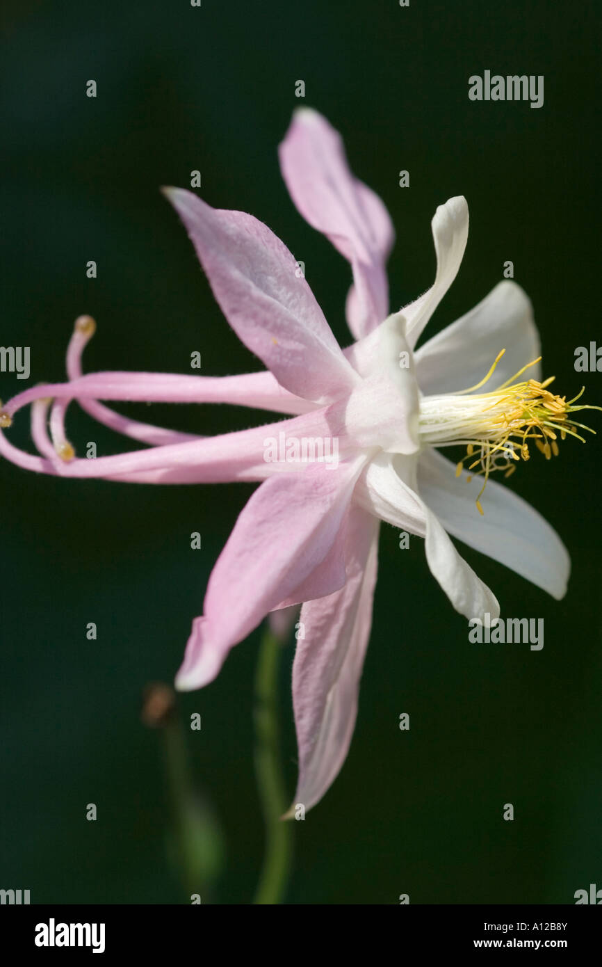 a flower of a white and pink aquilegia Stock Photo - Alamy
