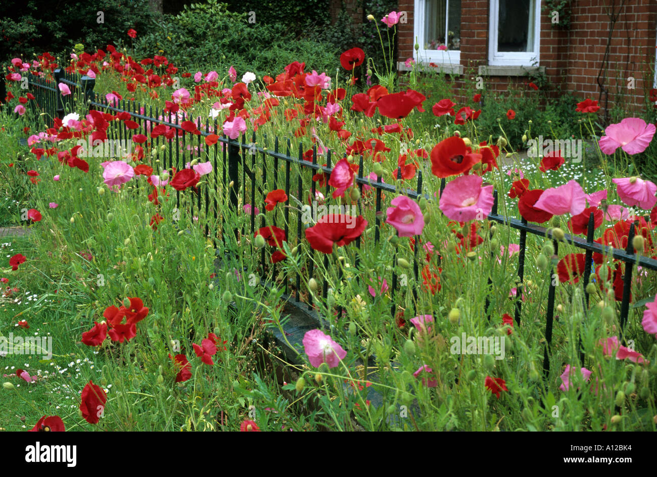 Poppies in Front Garden, with fence Stock Photo - Alamy