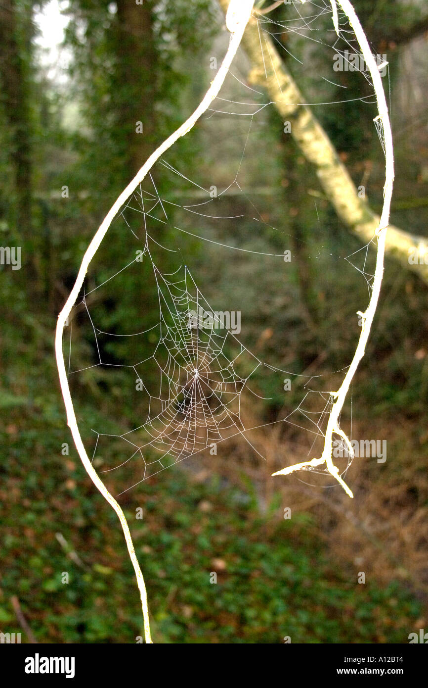 Square spiders hi-res stock photography and images - Alamy