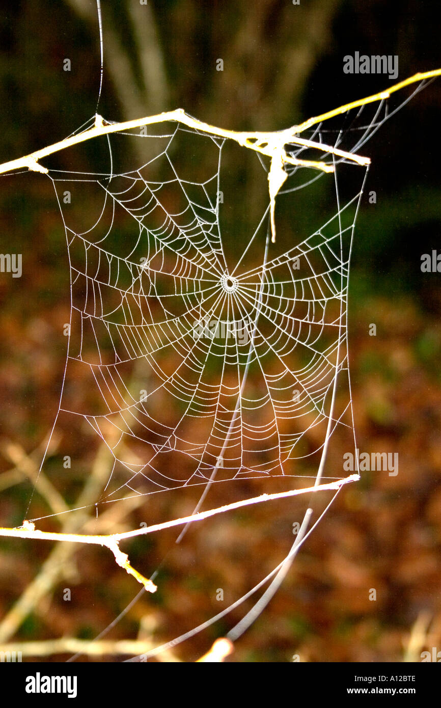 Square spiders hi-res stock photography and images - Alamy