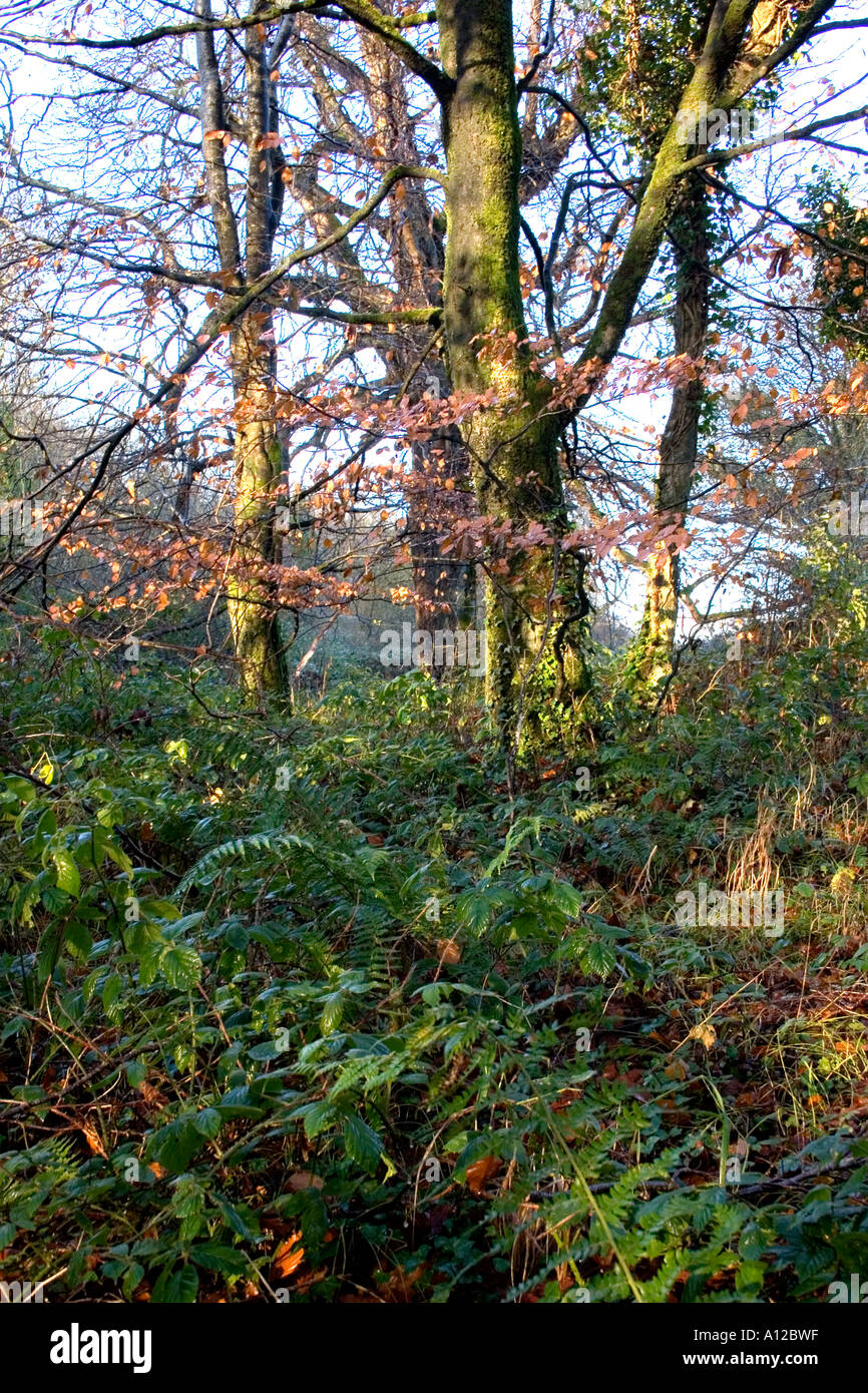 Woodland, County Limerick Ireland Stock Photo - Alamy