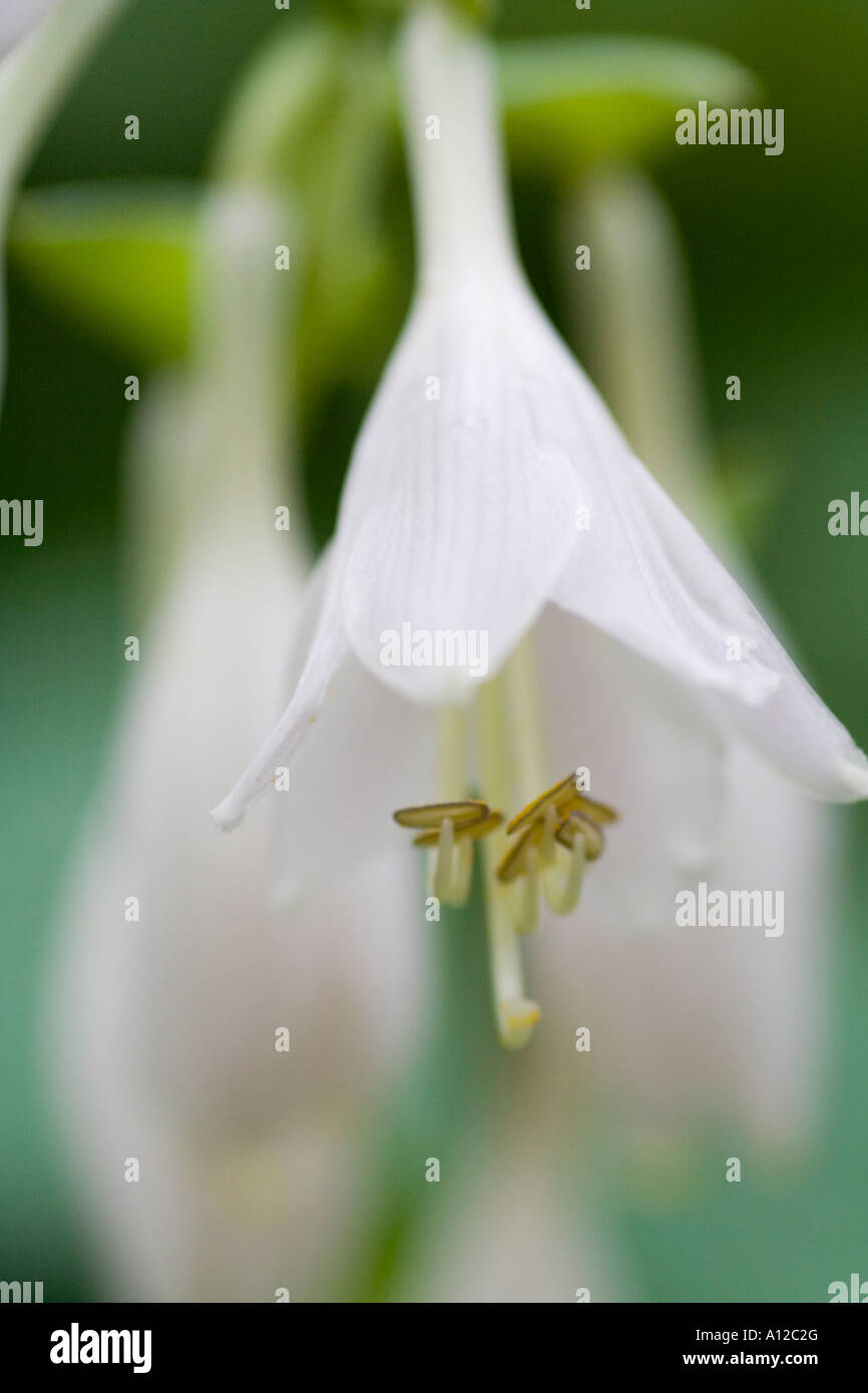 white flowers of a hosta Stock Photo - Alamy