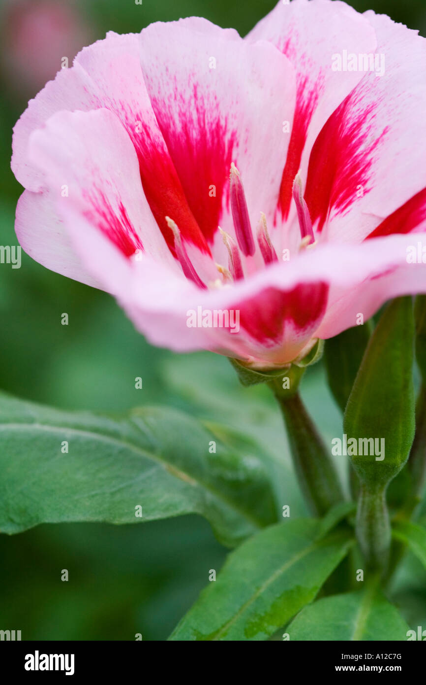 Red godetia flower hi-res stock photography and images - Alamy