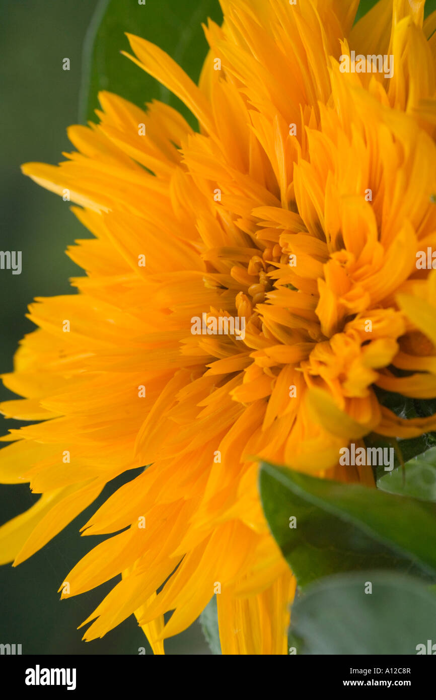 a yellow flower of a double sunflower Stock Photo - Alamy