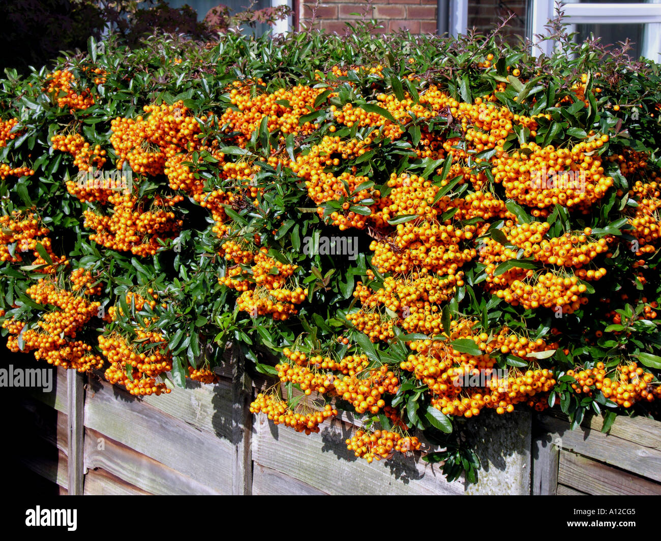 HORTICULTURE. PYRACANTHA. FIRETHORN. SOLEIL d OR Stock Photo - Alamy