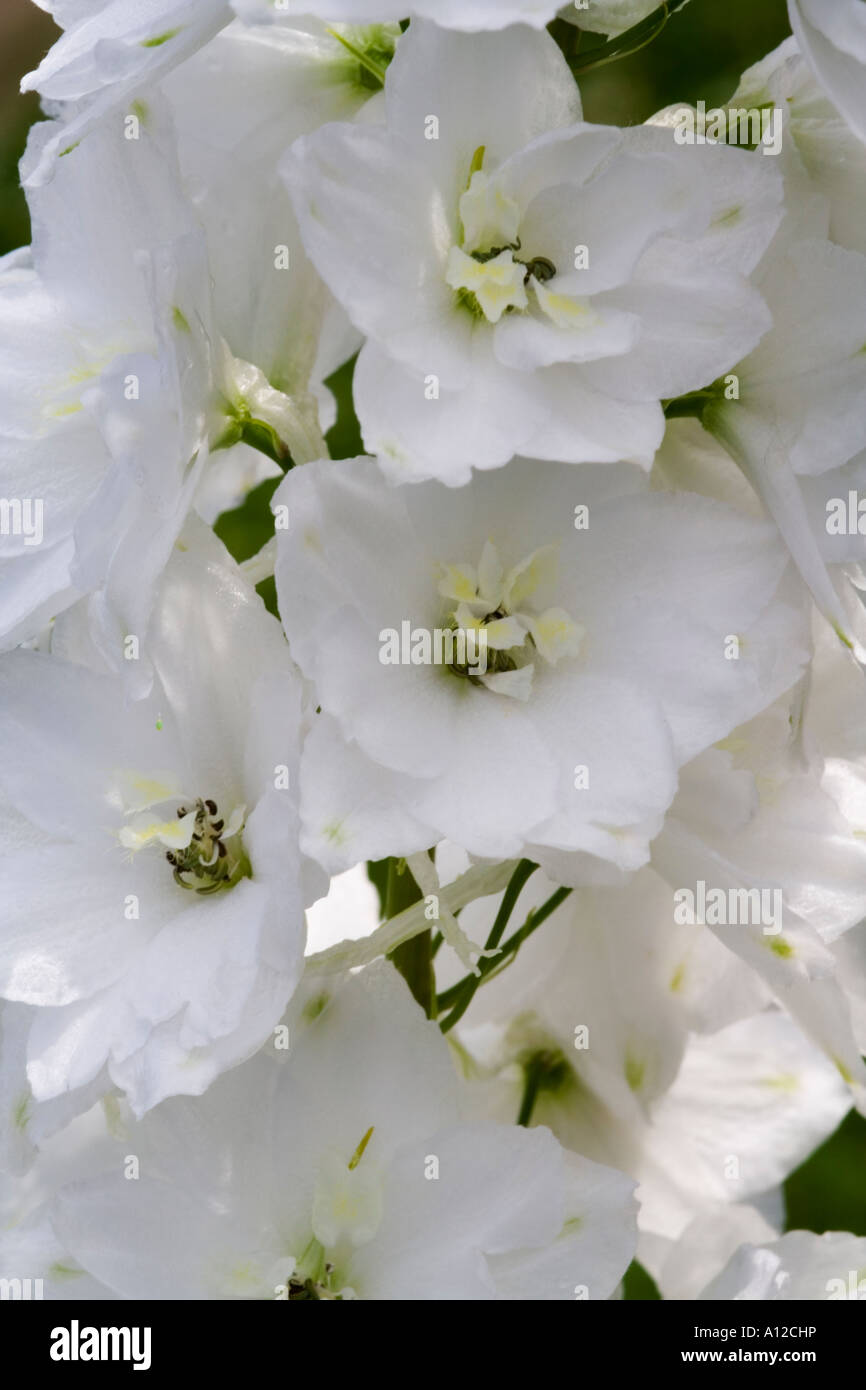 flowers of white delphinium on a floriferous stem Stock Photo - Alamy