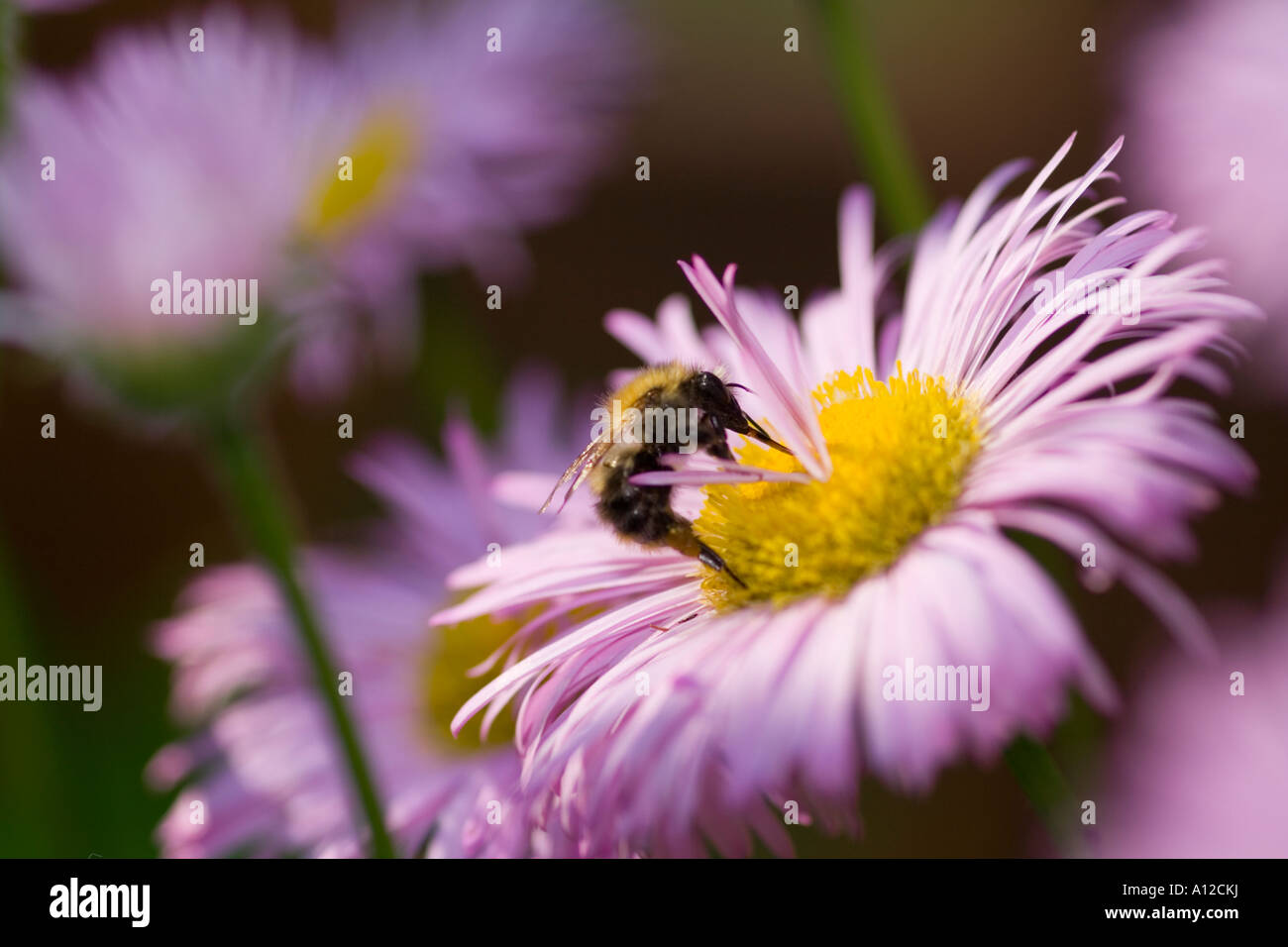 Bee flying over flowers yellow hi-res stock photography and images - Alamy
