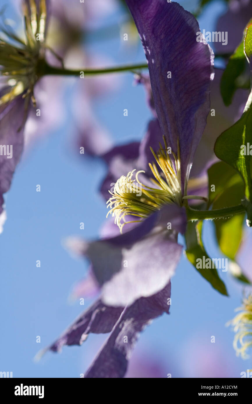 violet flowers of clematis against the background of blue sky Stock ...
