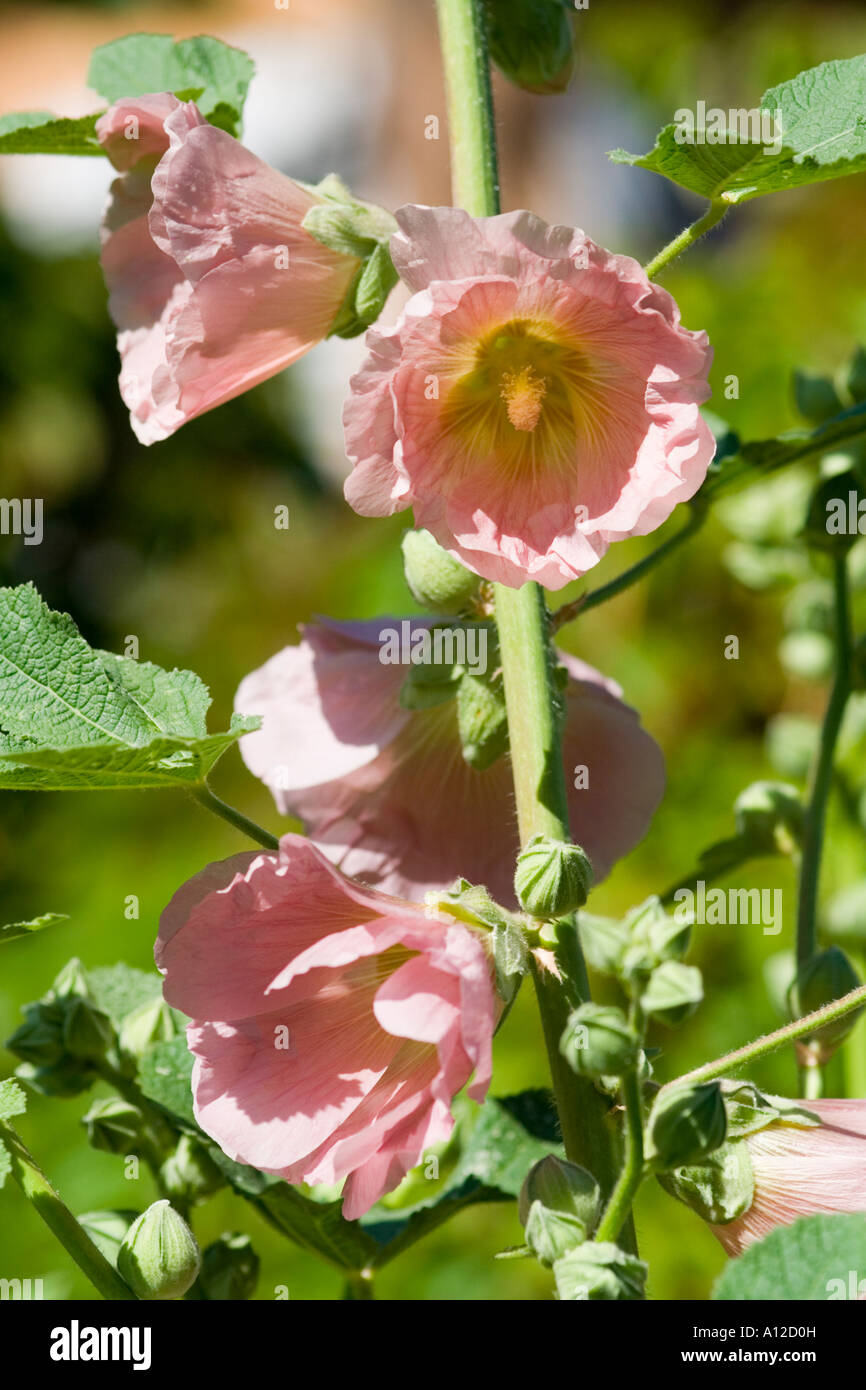 flowers and buds of pink mallow in the front garden Stock Photo - Alamy