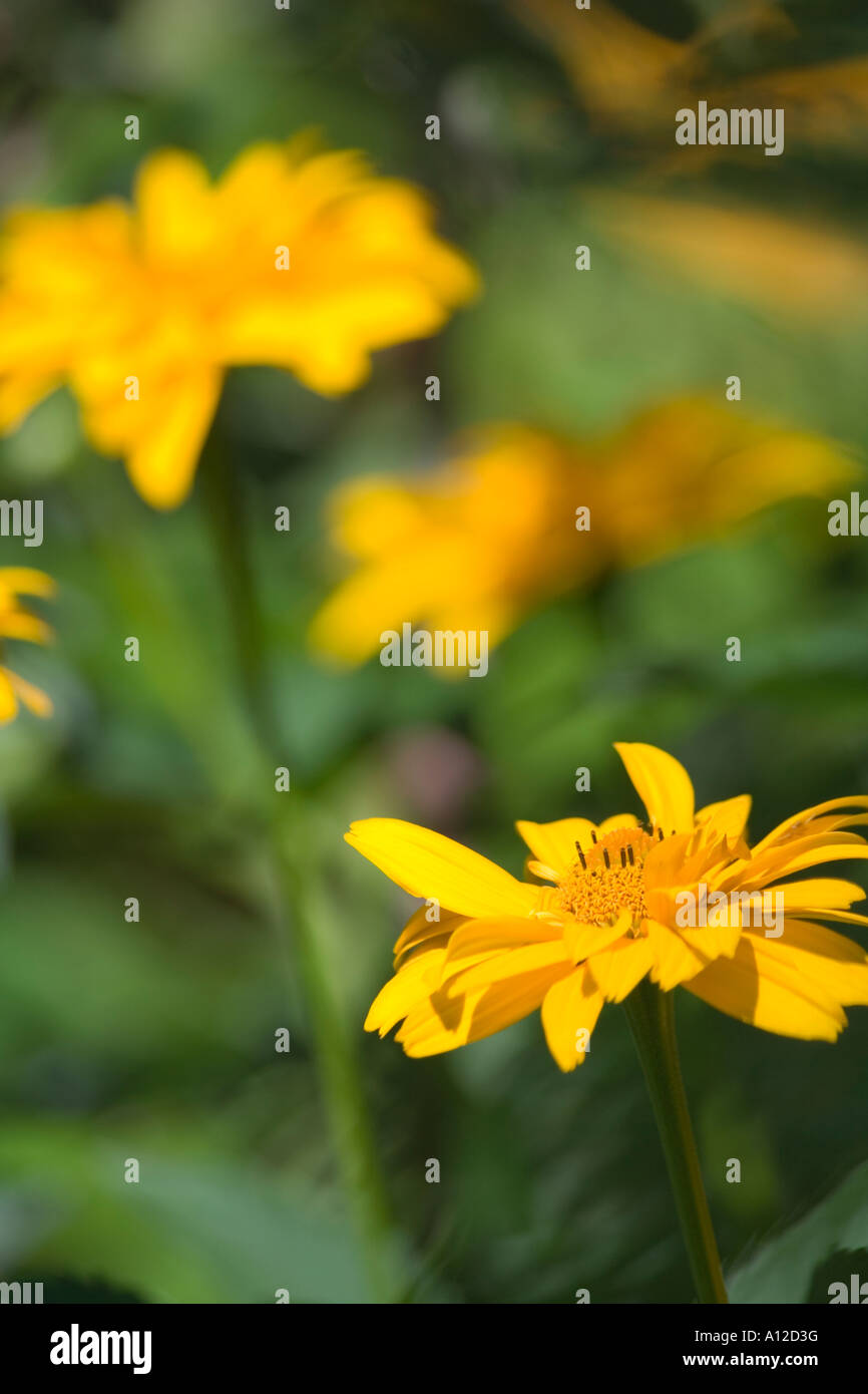 flowers of yellow coreopsis Stock Photo - Alamy