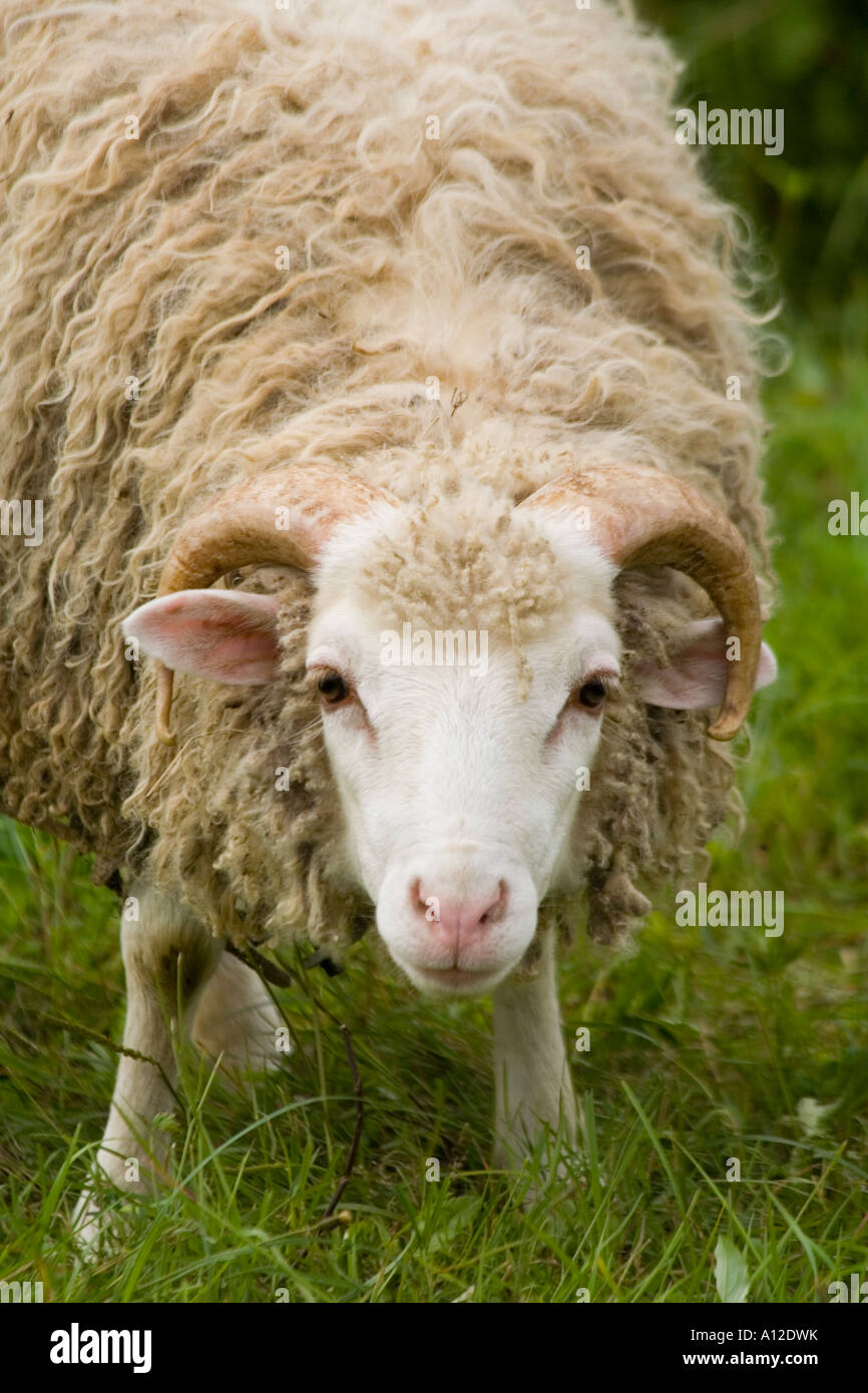 a beige ram grazing in the field Stock Photo - Alamy