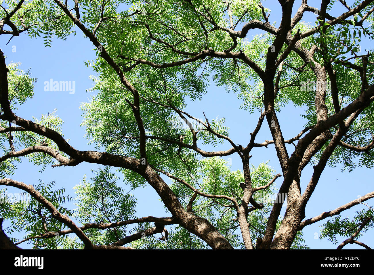 Branches azadirachta indica neem tree hi-res stock photography and ...