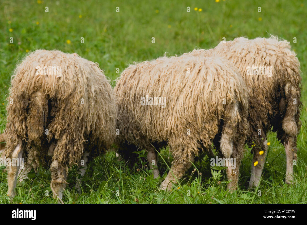 Three sheep in country hi-res stock photography and images - Alamy