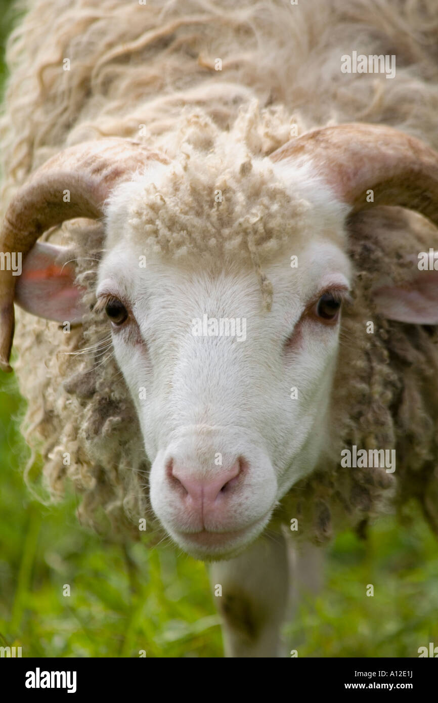a beige ram grazing in the field Stock Photo - Alamy