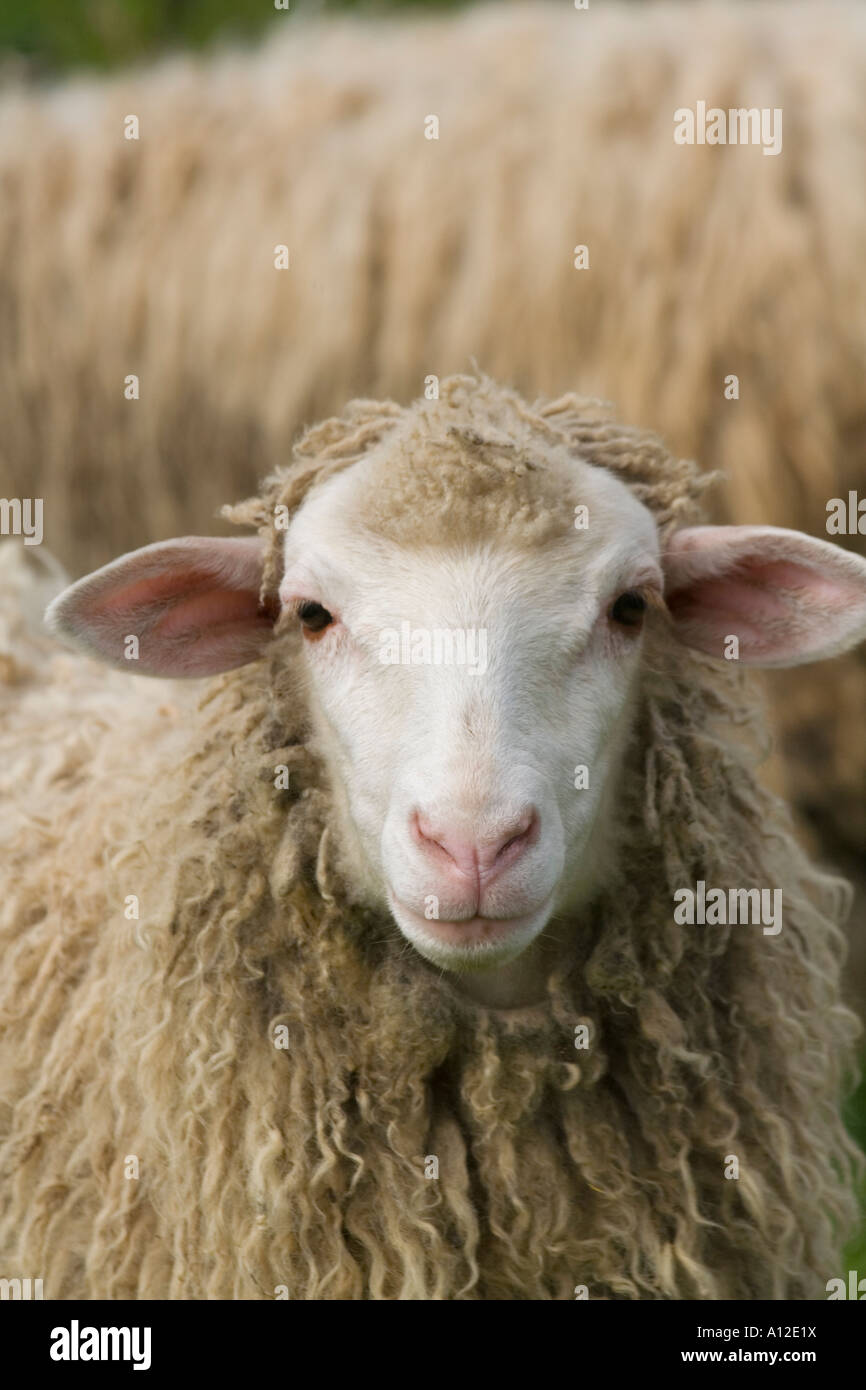 a beige sheep with big pink ears and pink nose Stock Photo - Alamy