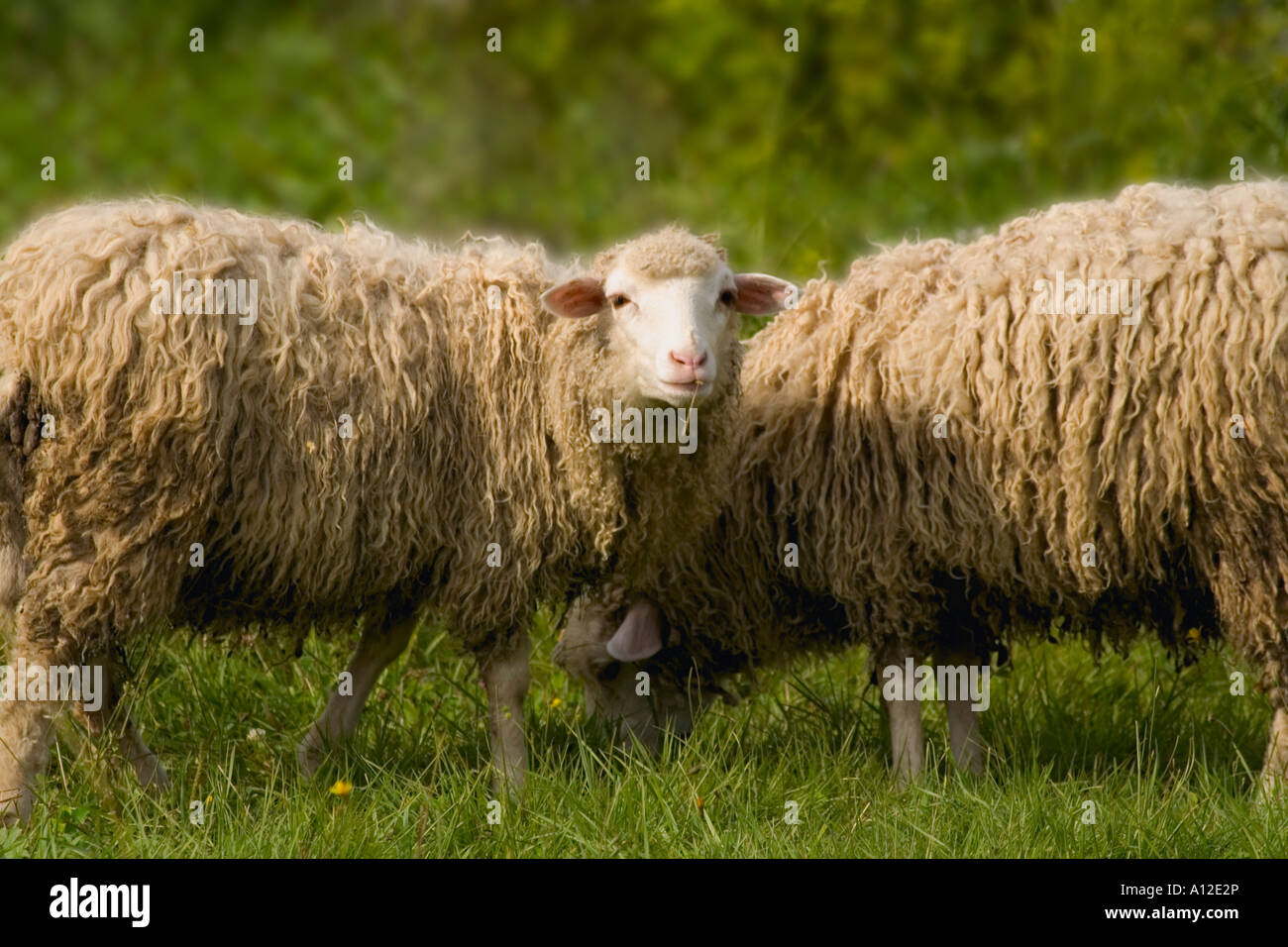 two beige sheep grazing in the field Stock Photo - Alamy