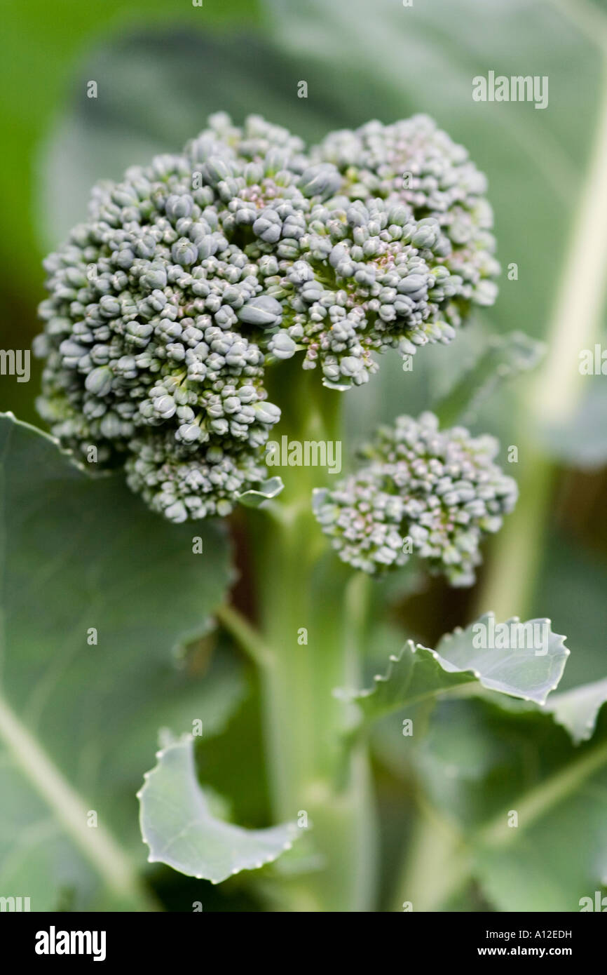 broccoli growing in vegetable garden Stock Photo - Alamy