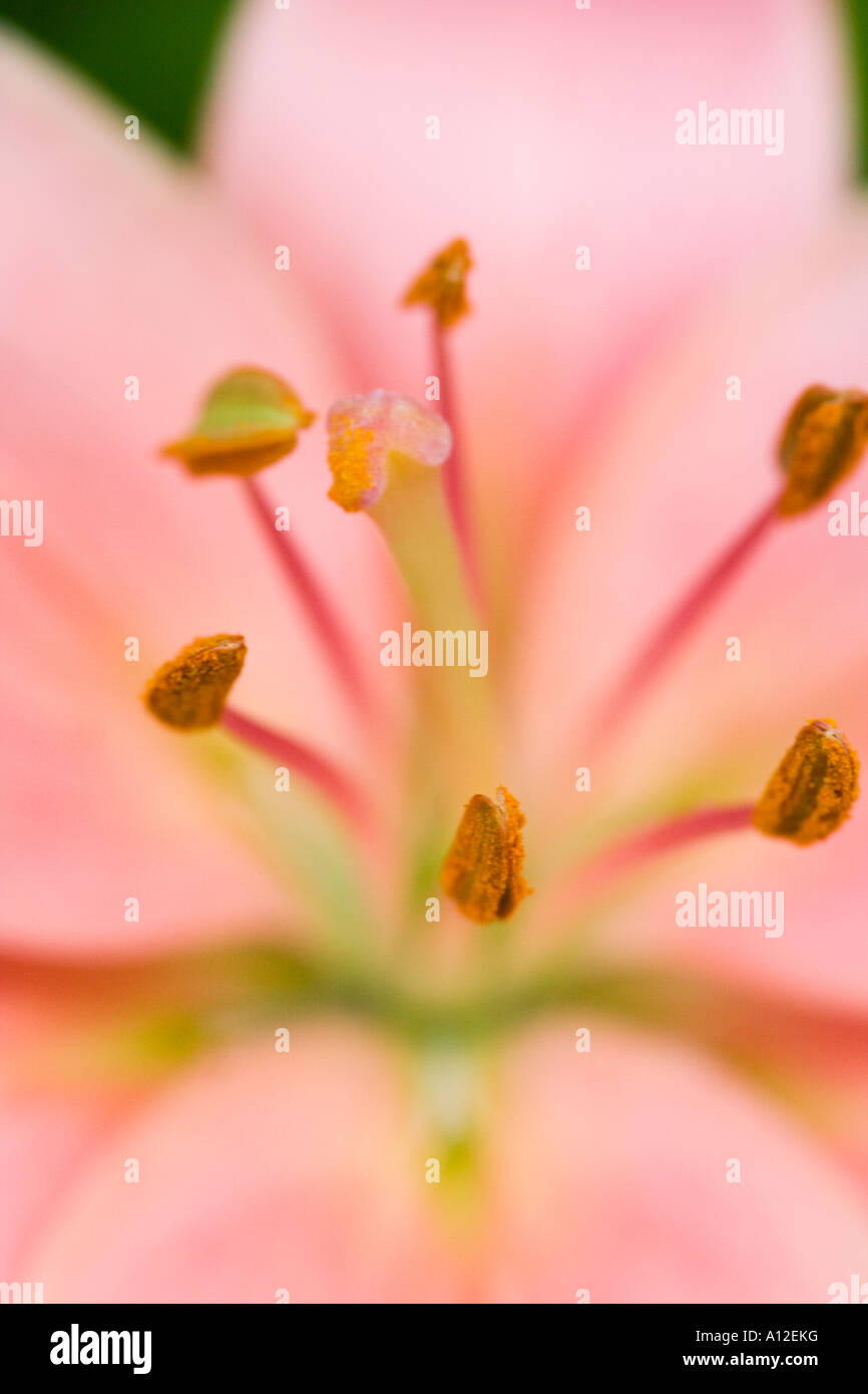 a pink flower of a hemerocallis with big stamens and a pistil Stock ...