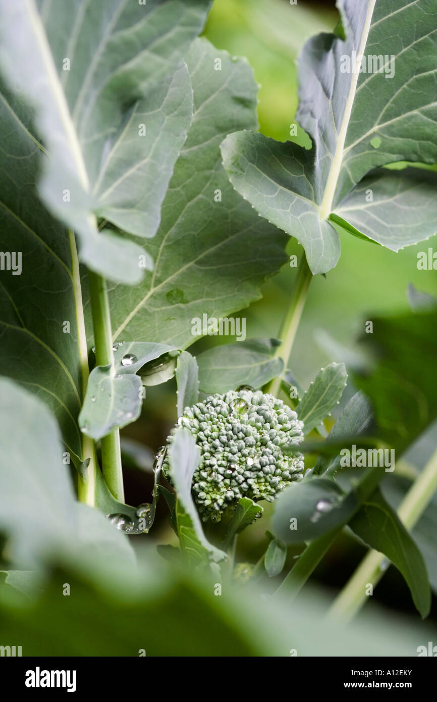 a broccoli growing in the vegetable garden Stock Photo - Alamy