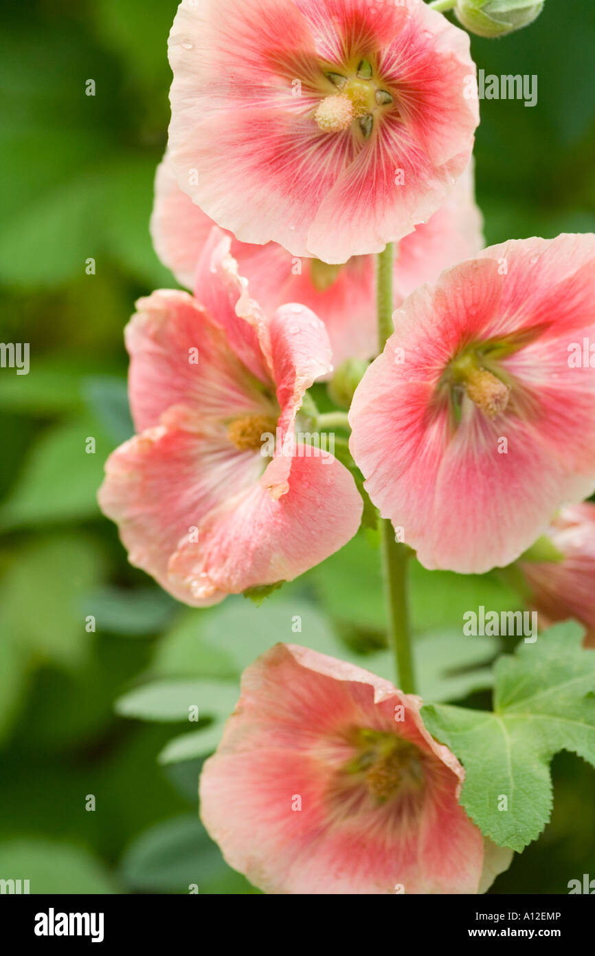 some pink flowers of mallows Stock Photo - Alamy