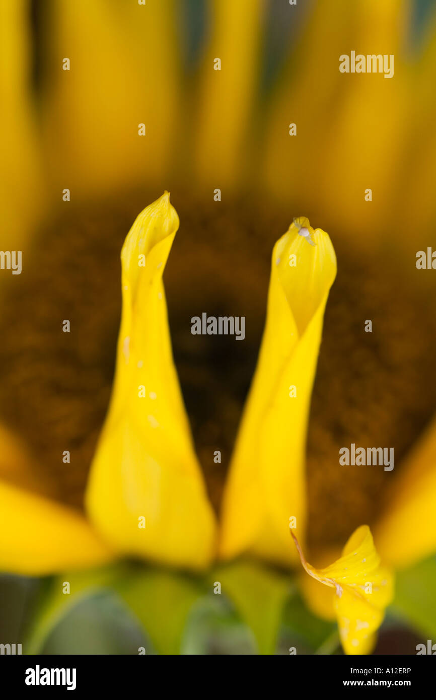 a large yellow flower of a big sunflower Stock Photo - Alamy