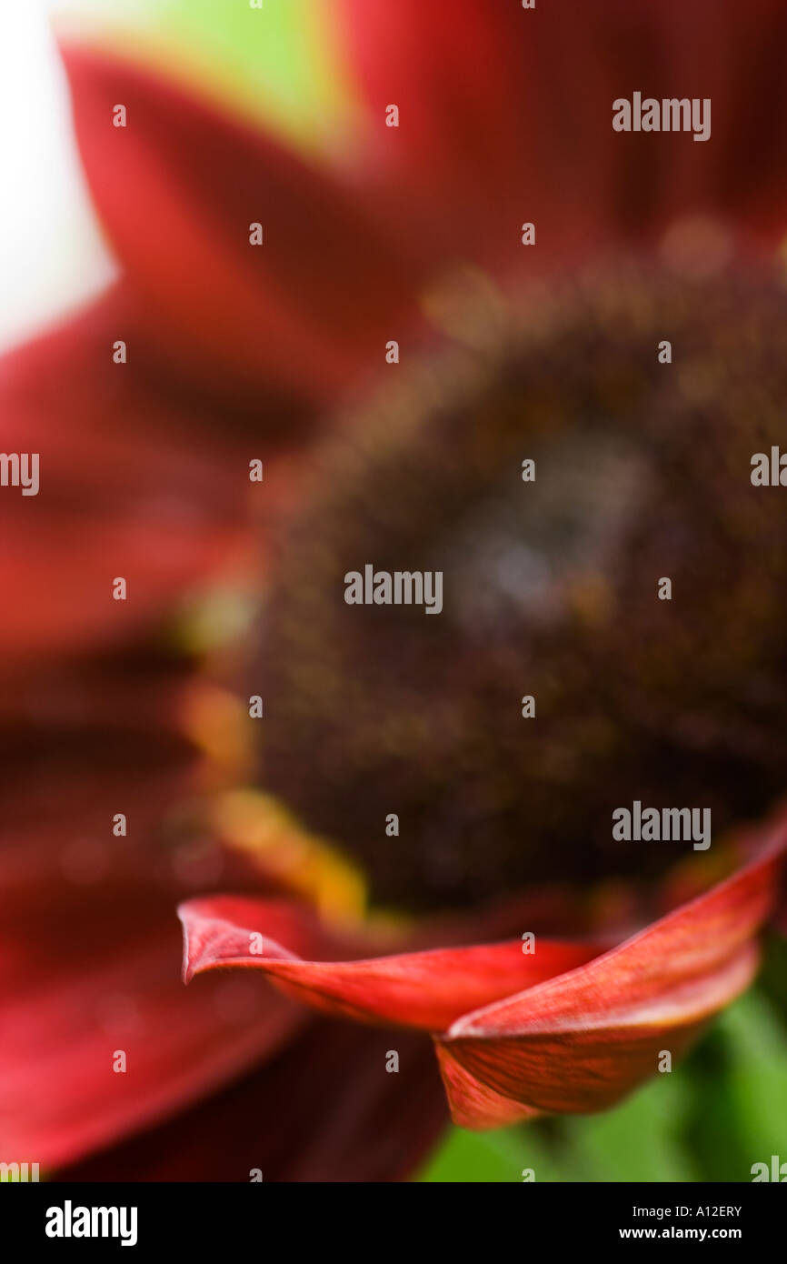 a large red and brown flower of a big sunflower Stock Photo - Alamy