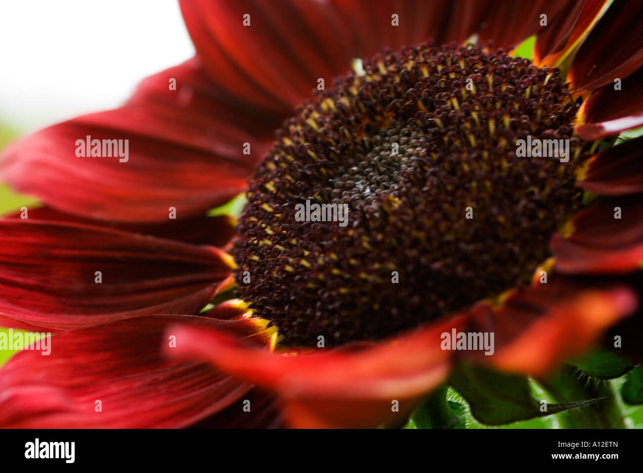 a large red and brown flower of a big sunflower Stock Photo - Alamy