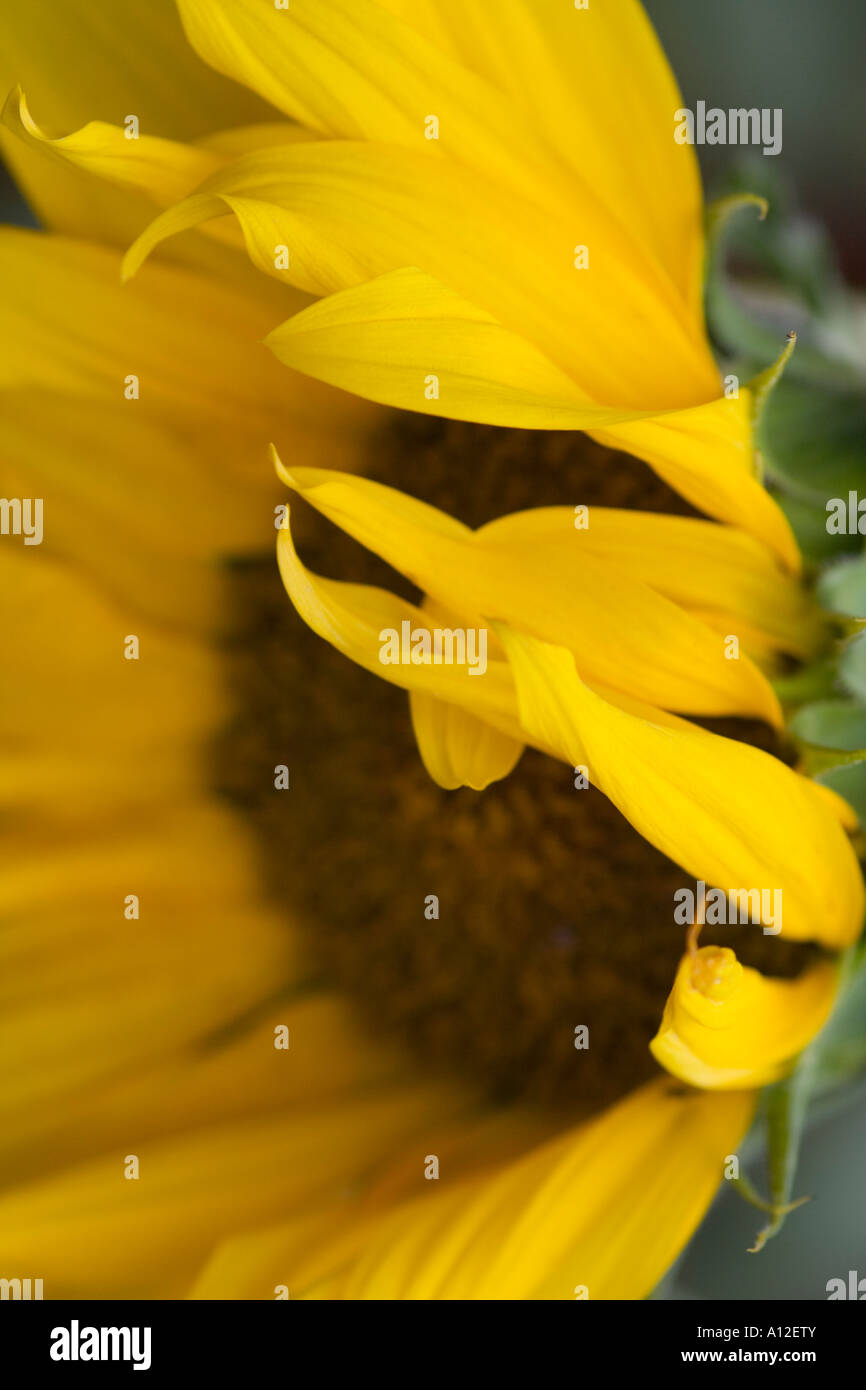 a large yellow flower of a big sunflower Stock Photo - Alamy