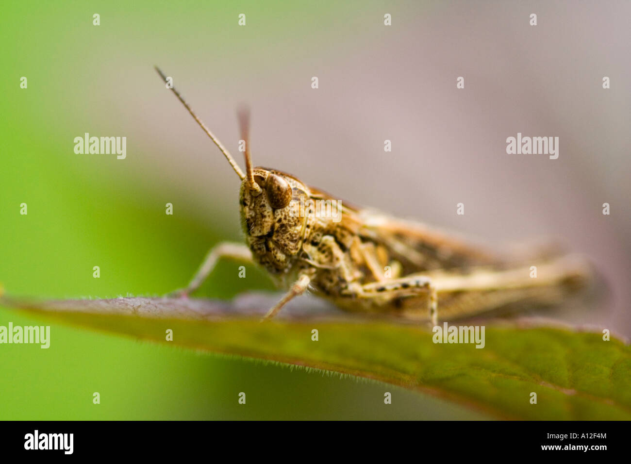a grasshopper sitting on a leaf Stock Photo - Alamy