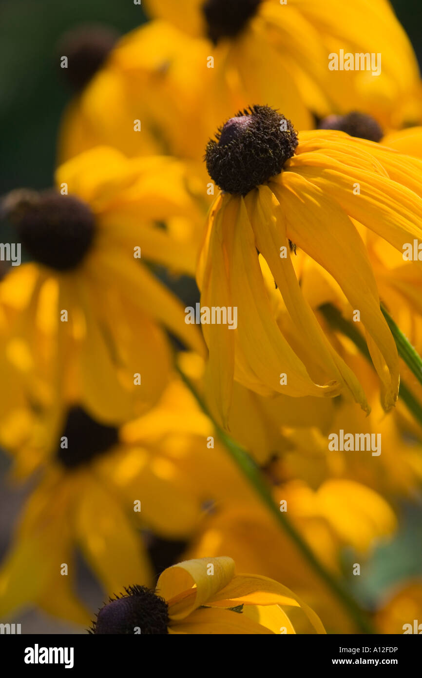 lots of large yellow flowers of rudbeckia Stock Photo - Alamy