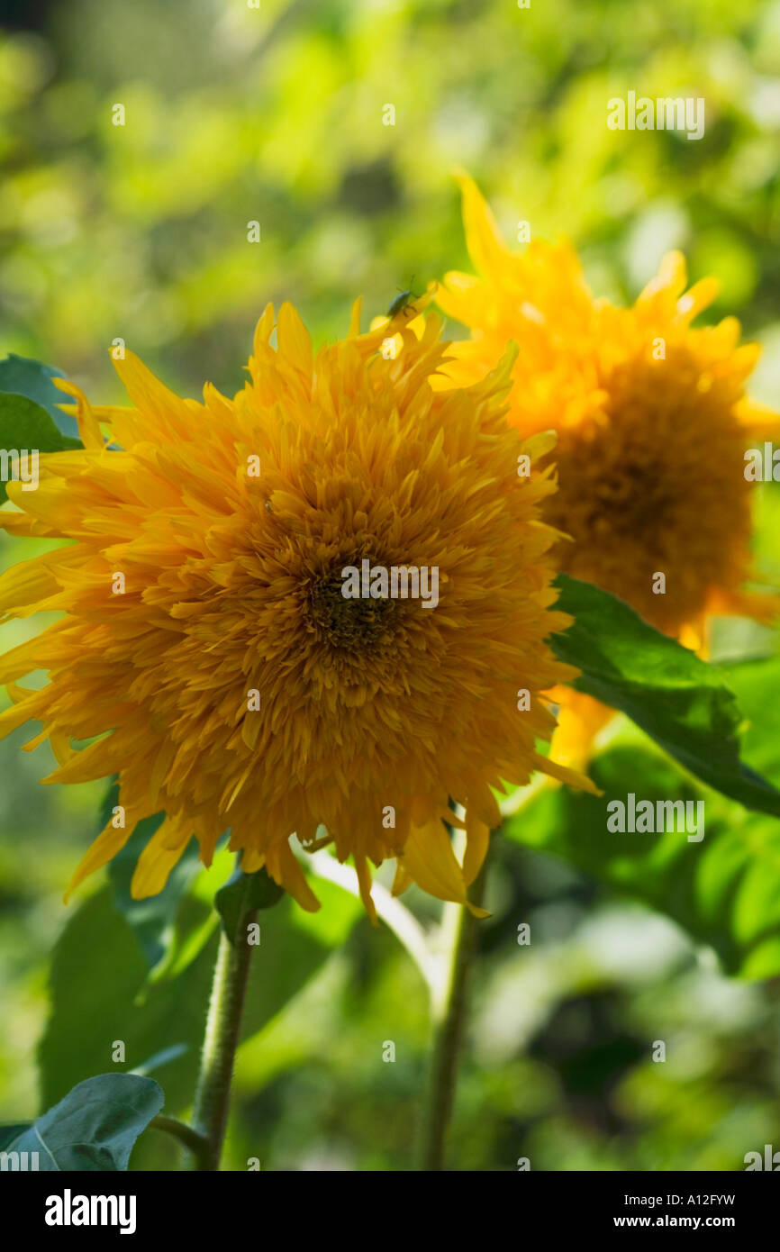 two large yellow flowers of a big sunflowers Stock Photo - Alamy