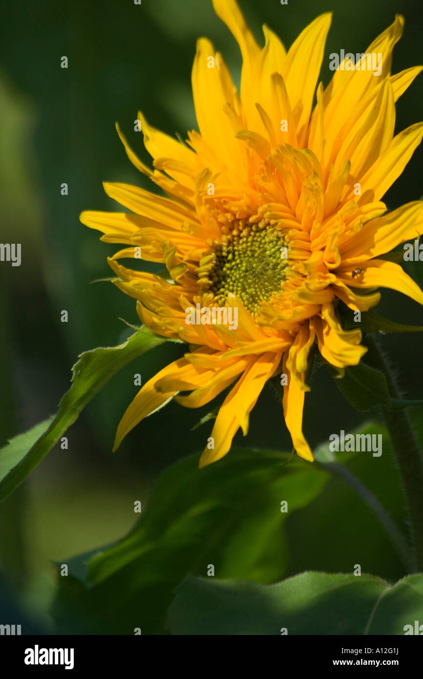 a large yellow flower of a big sunflower Stock Photo - Alamy