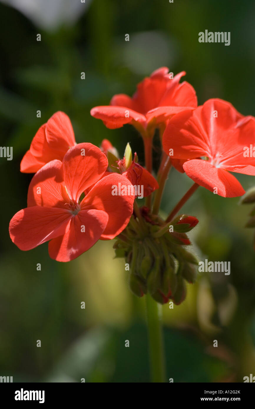 Fuzzy red flowers hi-res stock photography and images - Alamy