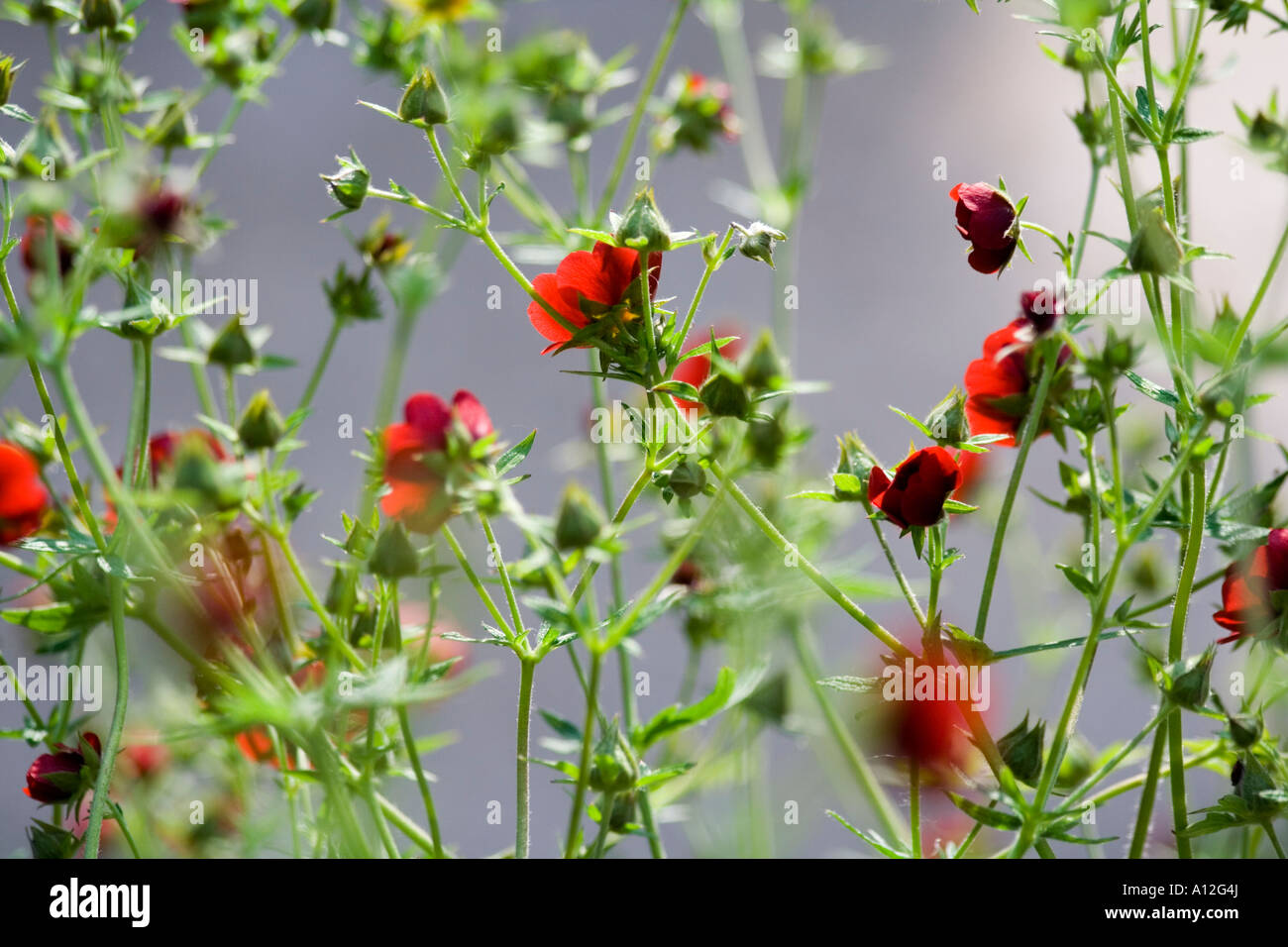 Five fingers plant hi-res stock photography and images - Alamy
