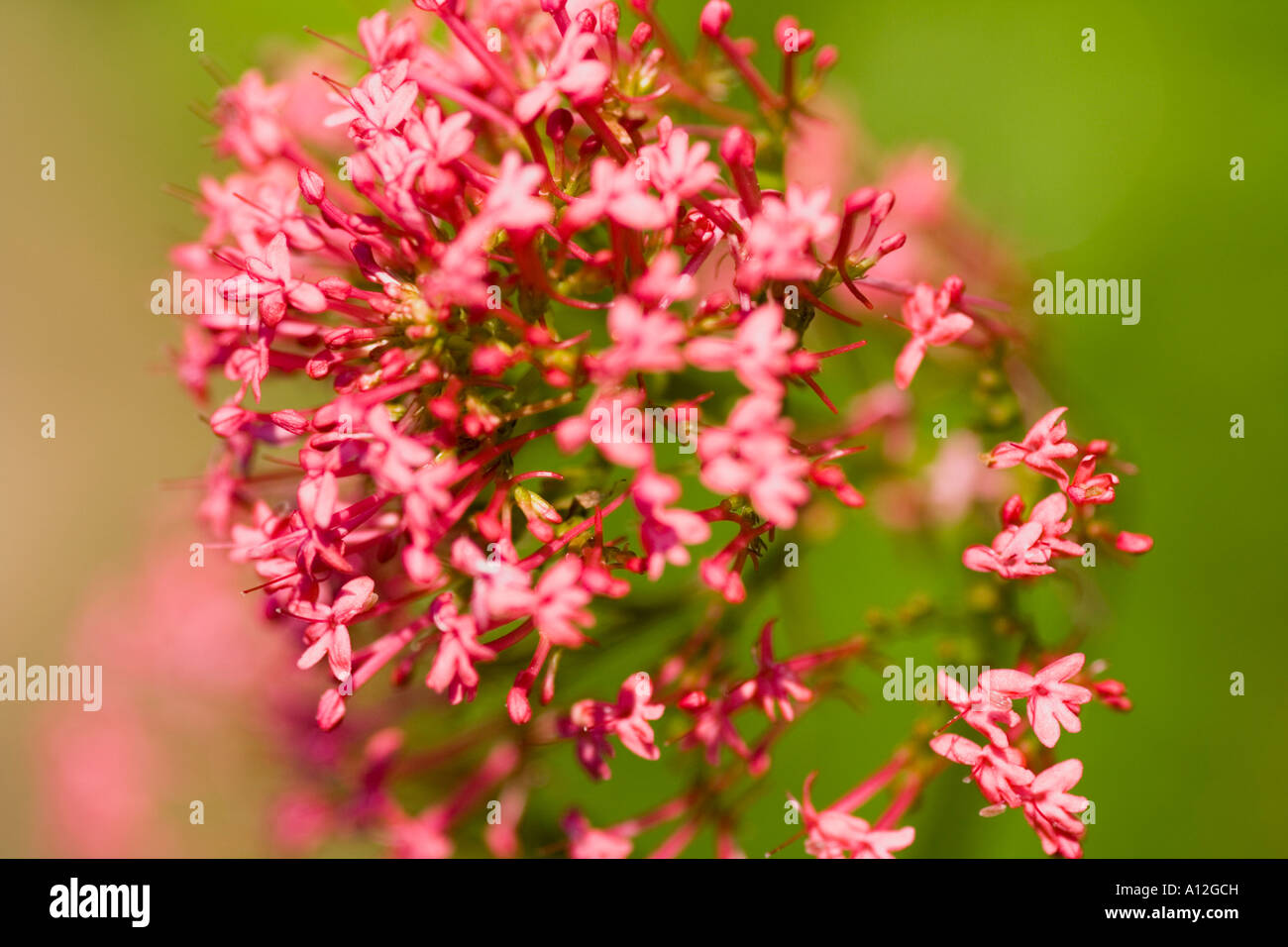 a small pink flowers of a common valerian (Valeriana officinalis Stock ...