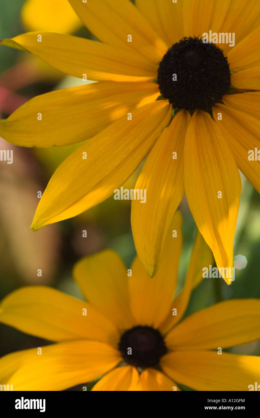 two large yellow flowers of rudbeckias Stock Photo - Alamy