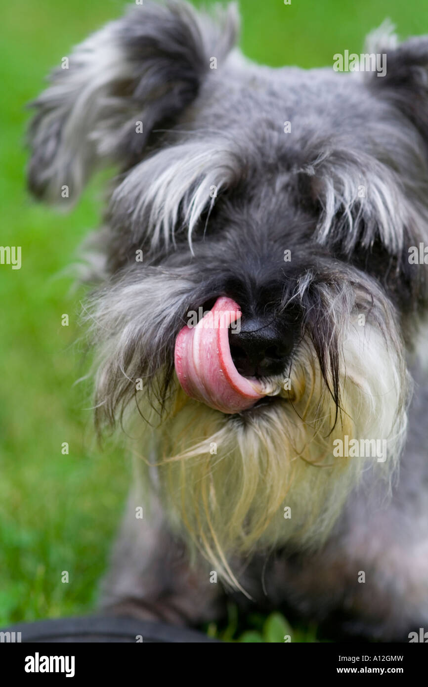 Dog licking itself hi-res stock photography and images - Alamy