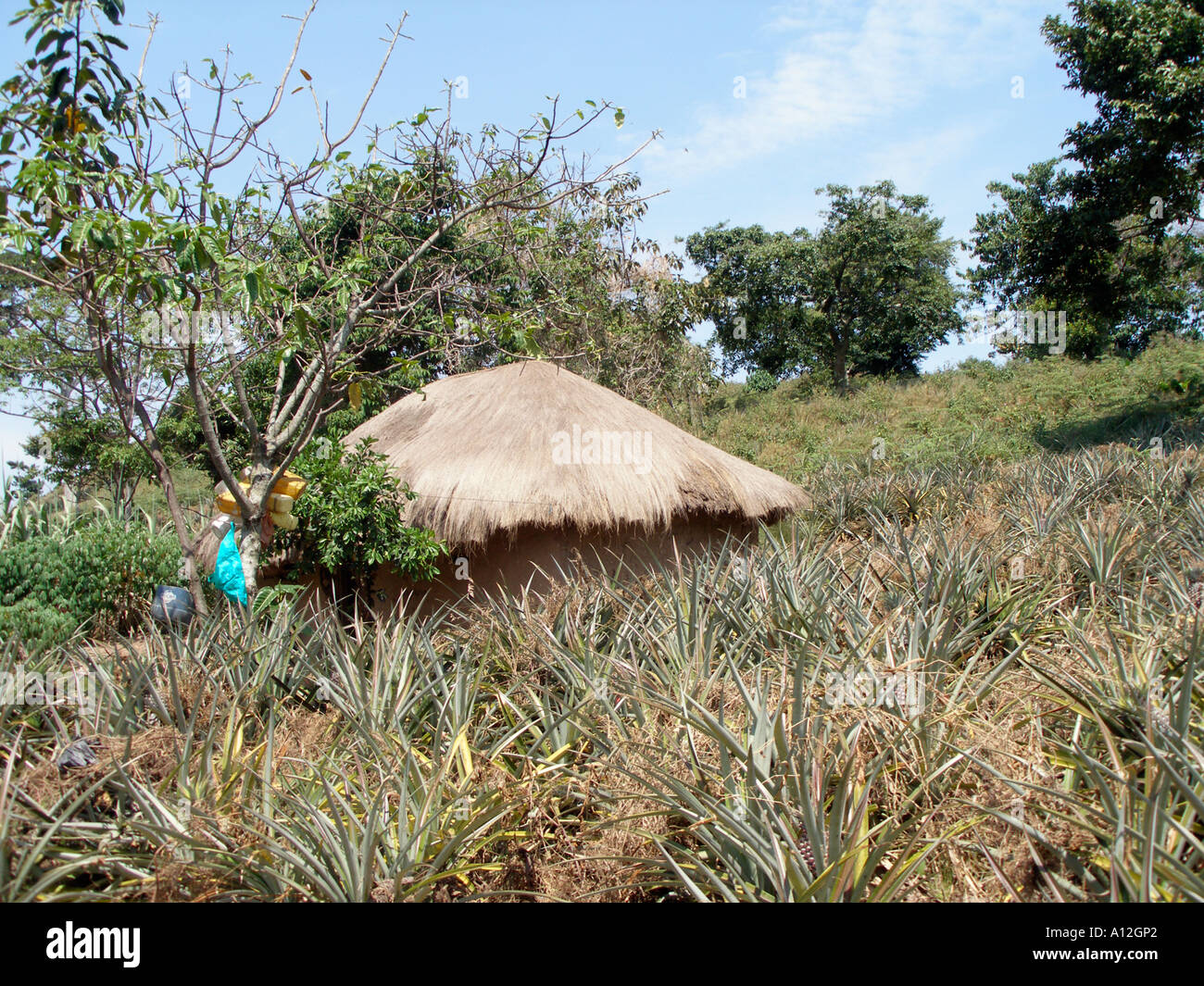 Traditional hut on Bulago Island in Lake Victoria, Uganda Stock Photo ...