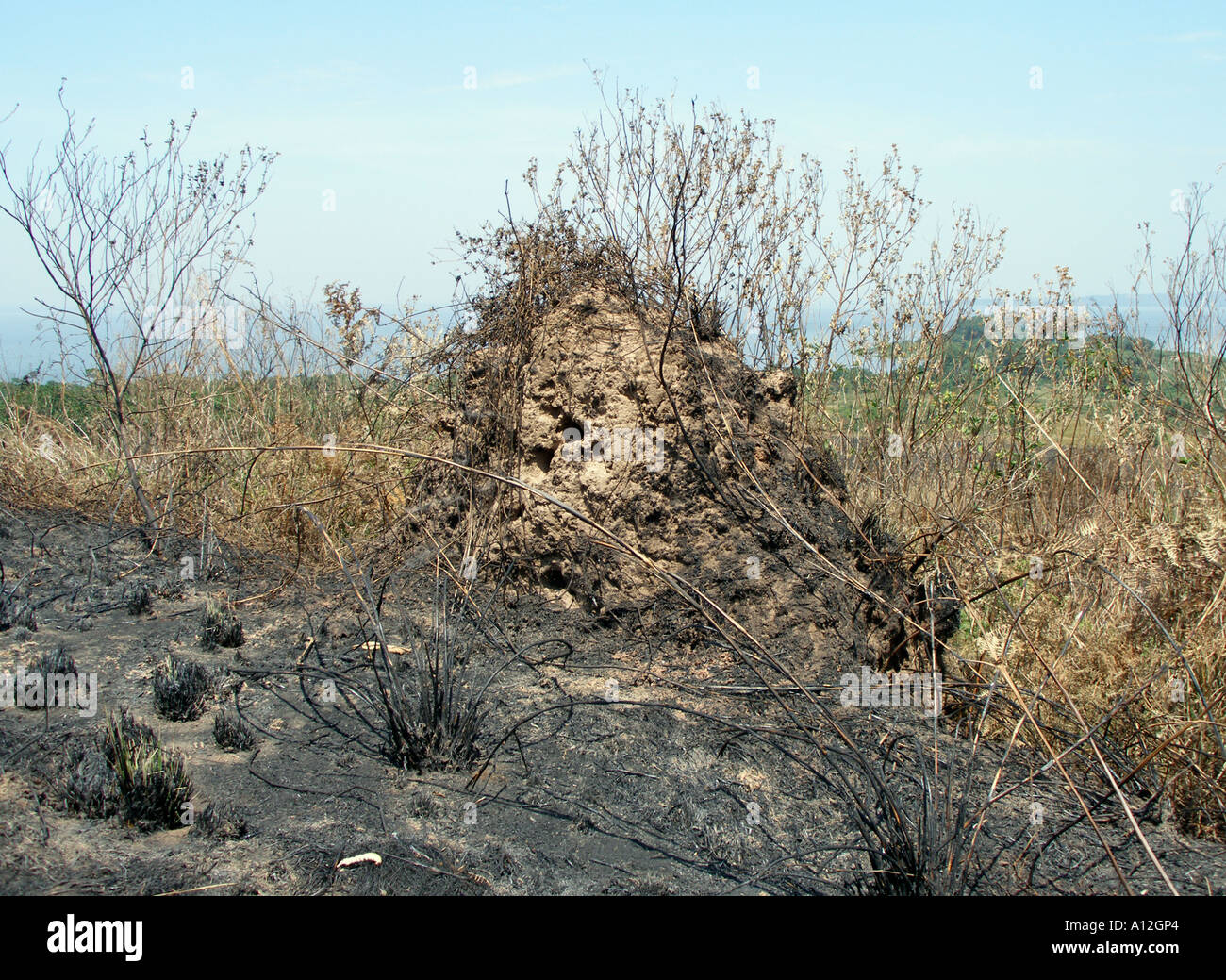 African anthill hi-res stock photography and images - Alamy