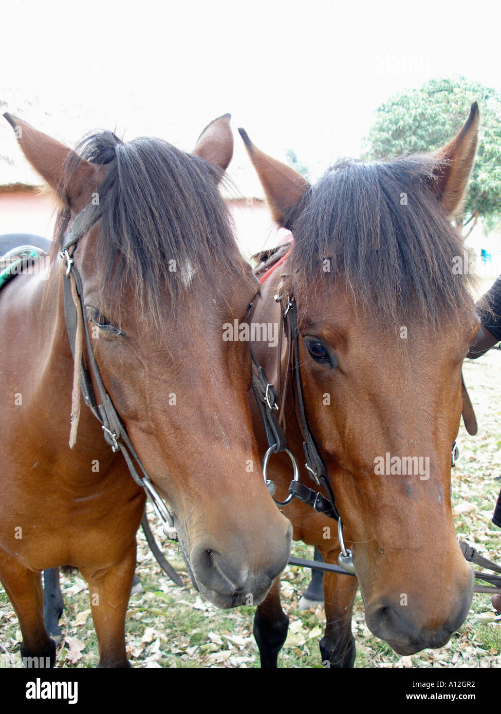 Horses on Bulago Island in Lake Victoria, Uganda Stock Photo - Alamy