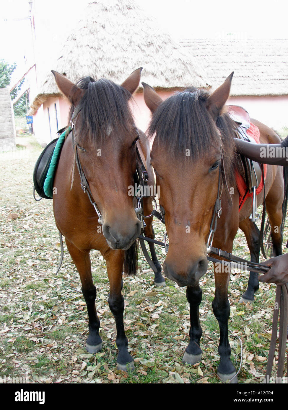 Horses reins are held by victoria hi-res stock photography and images ...