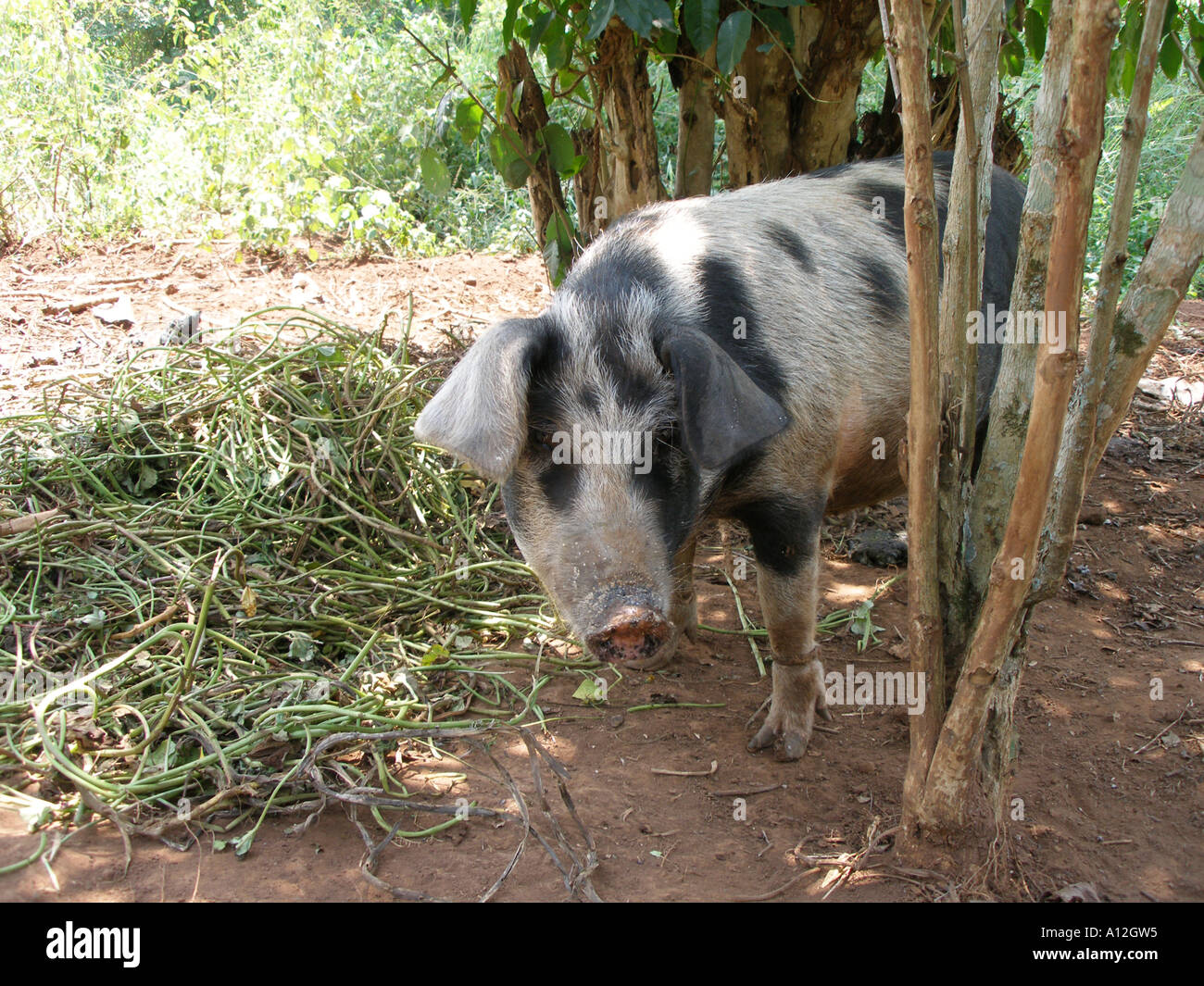 Pig in farmyard hi-res stock photography and images - Alamy