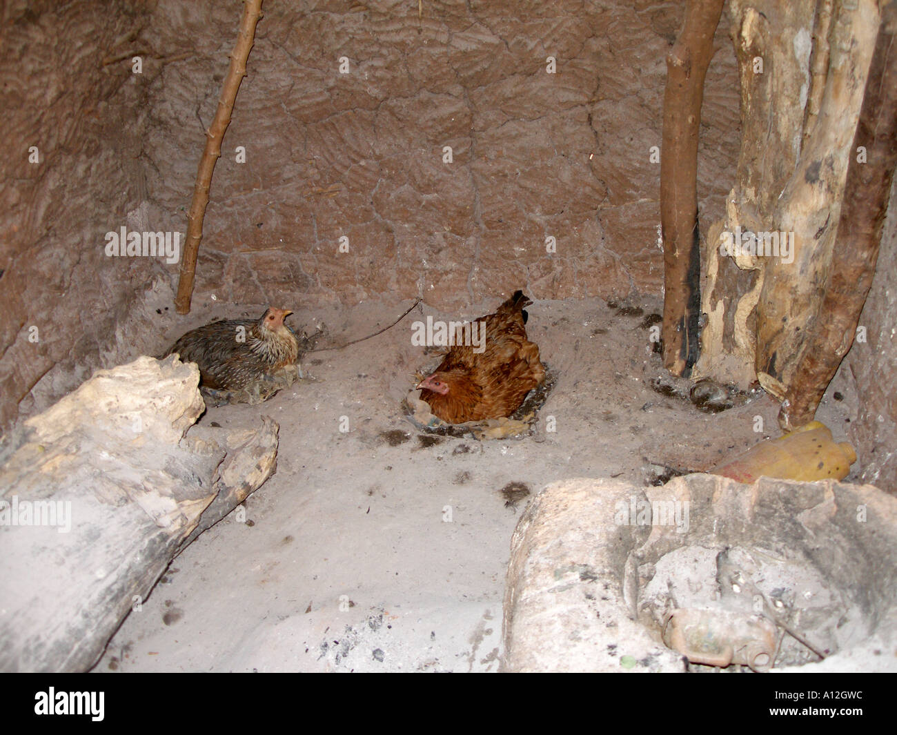 Roosting chickens hi-res stock photography and images - Alamy